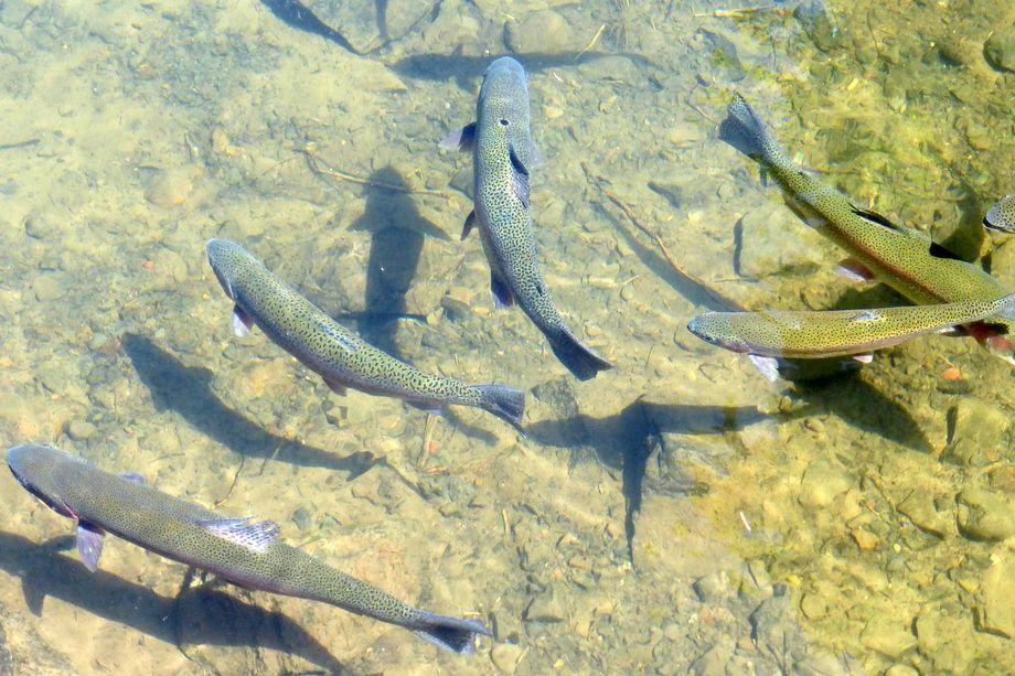 La Pêche en Ardenne - Ardenne.org